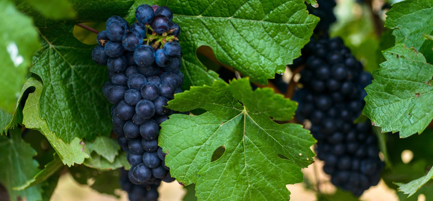 Byington Vineyard & Winery | Focused on growing and producing premium ...